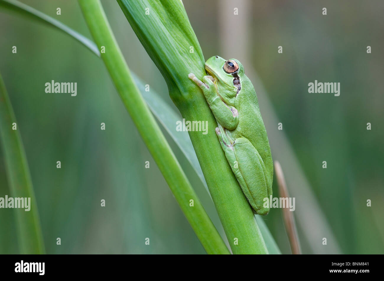 Stripeless Tree Frog Hyla meridionalis frog tree frog portrait green ...