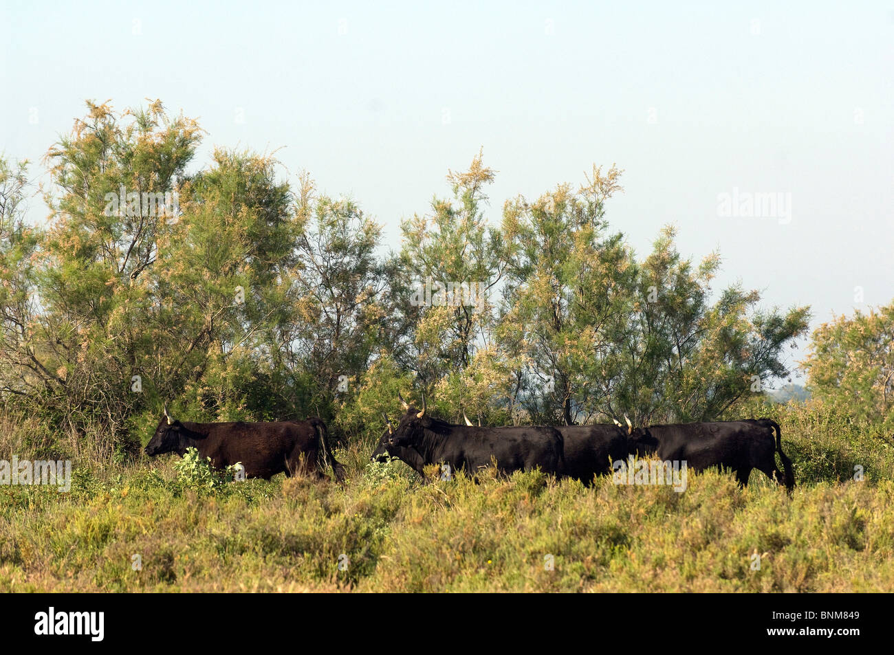 France Camargue Bulls of Camargue bull group cattle black meadow trees ...