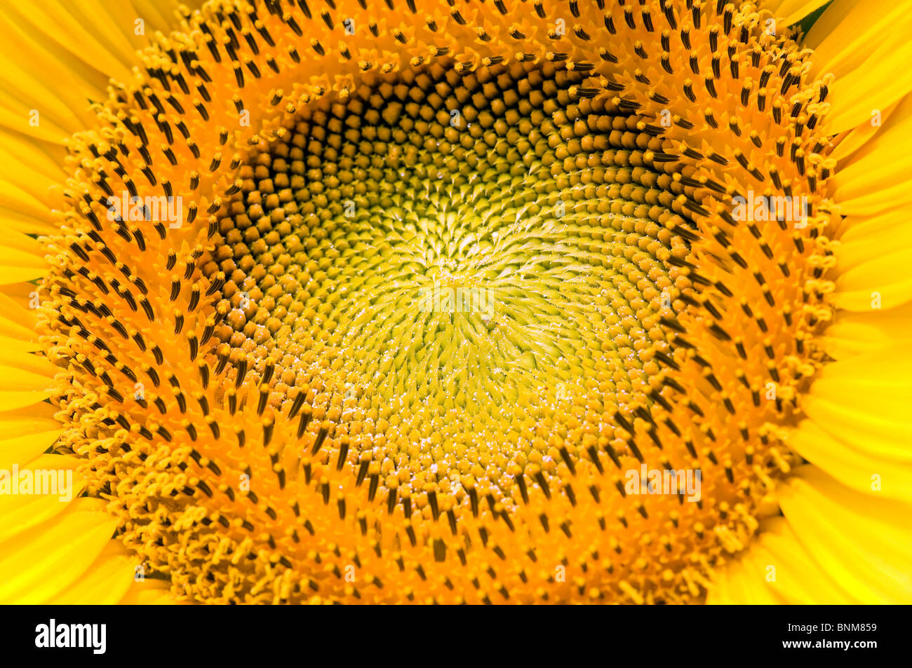 Sunflower flower yellow detail close-up blossom nature plant Helianthus ...