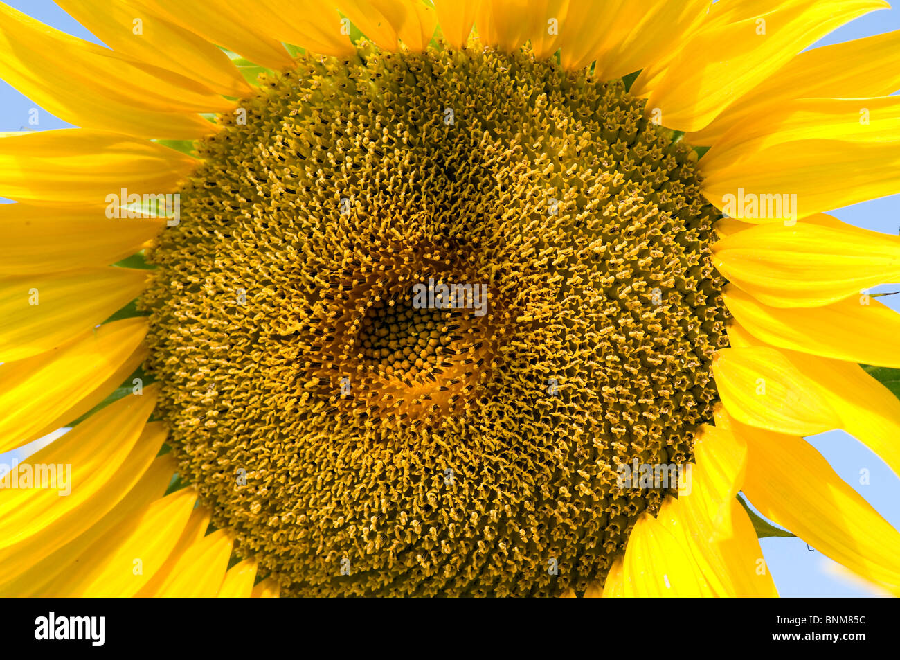 Sunflower flower yellow detail close-up blossom nature plant Helianthus ...