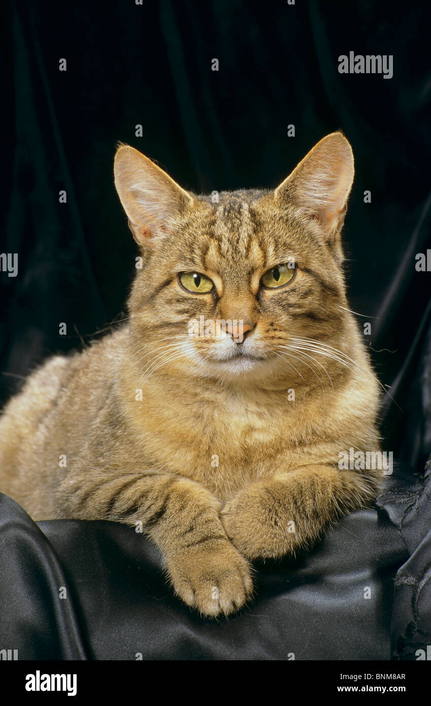 tabby cat portrait Stock Photo - Alamy