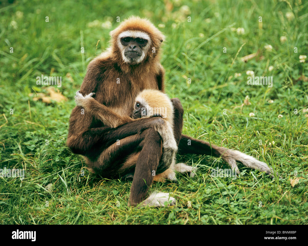 White handed gibbons sitting on grass hi-res stock photography and ...