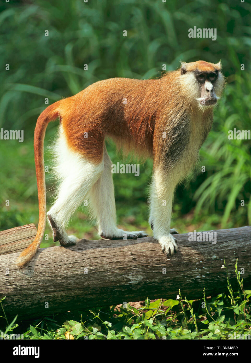 Patas Monkey