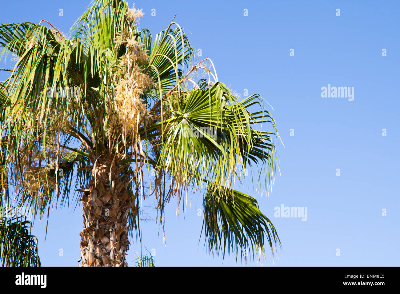 Palm tree in Spain Stock Photo - Alamy