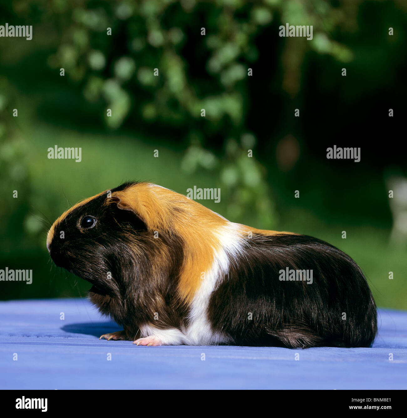 Guinea pig sitting Stock Photo - Alamy