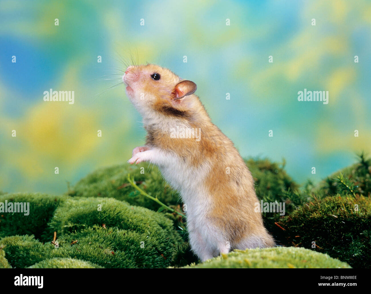 Golden hamster standing hindlegs sniffling Stock Photo - Alamy