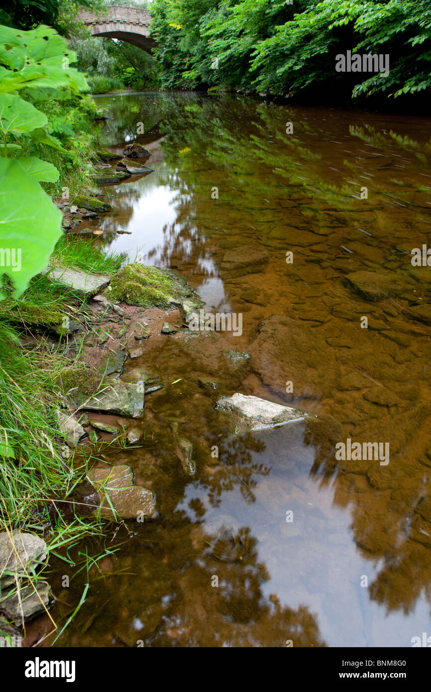 A shady river bank in the Scottish Borders Stock Photo - Alamy
