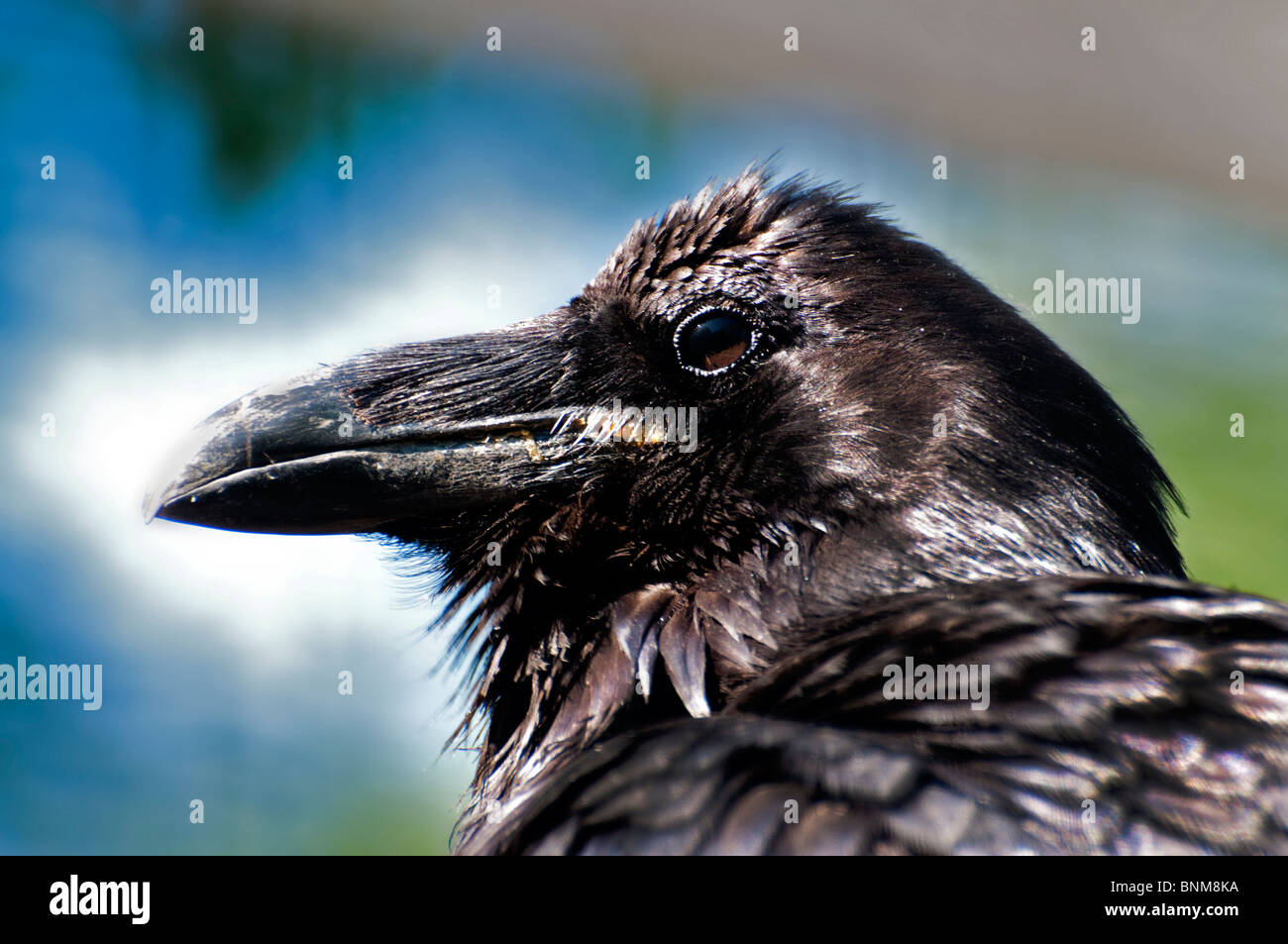 Raven bird hi-res stock photography and images - Alamy