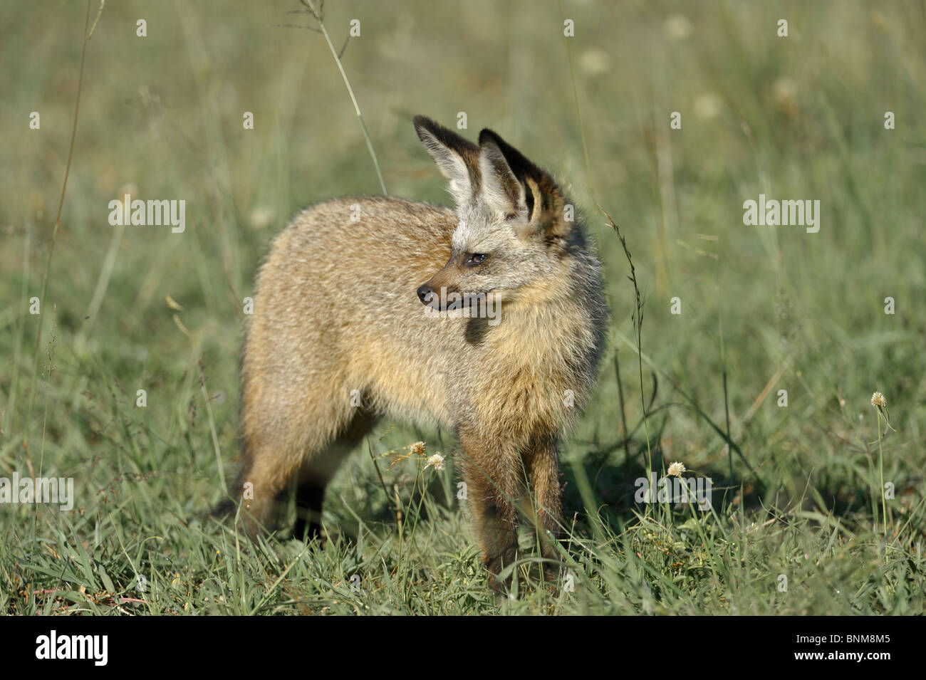 Bat-eared Fox, Otocyon megalotis, Masai Mara National Reserve, Kenya ...