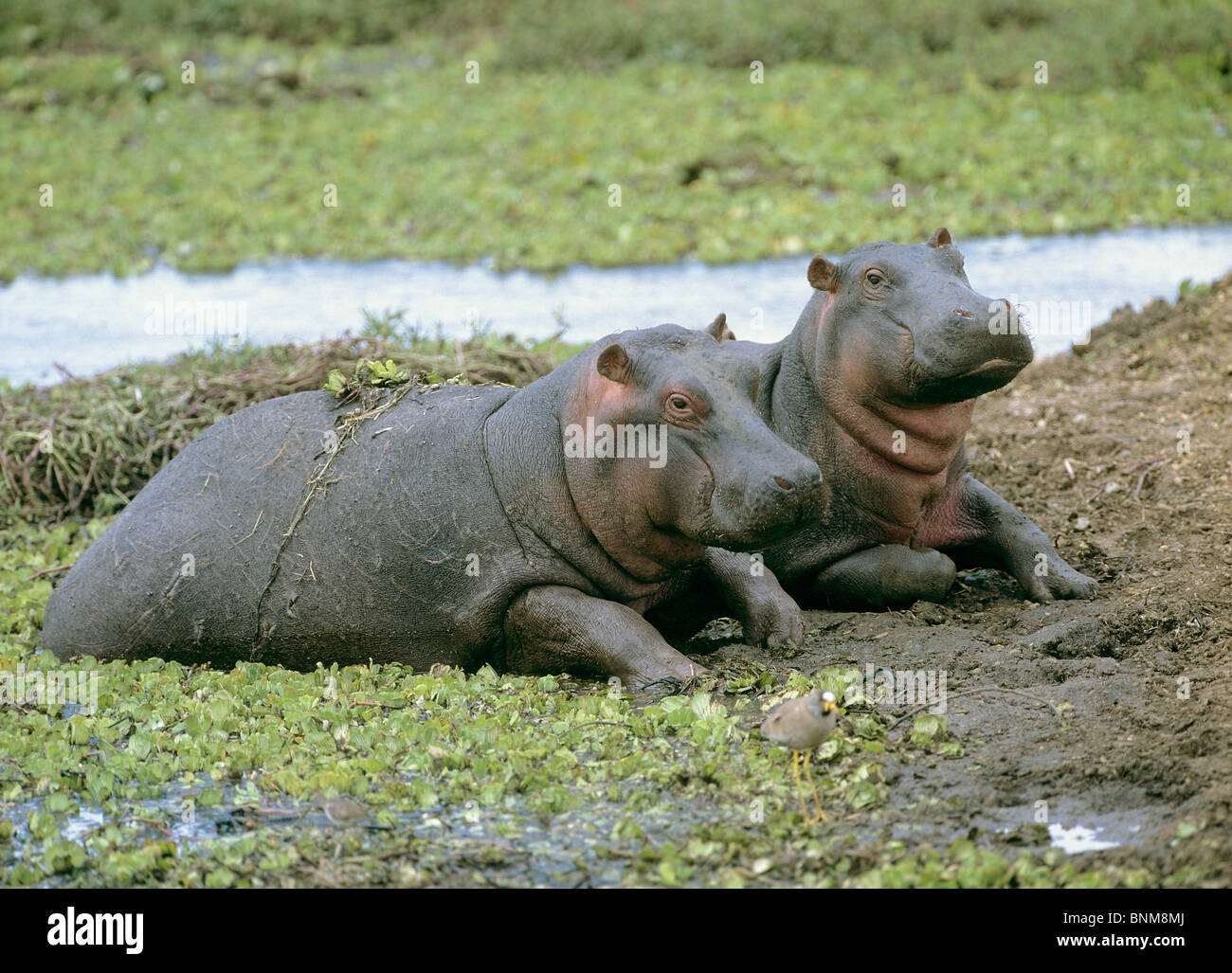 two Hippopotamuses - lying at the shore / Hippopotamus amphibius Stock ...