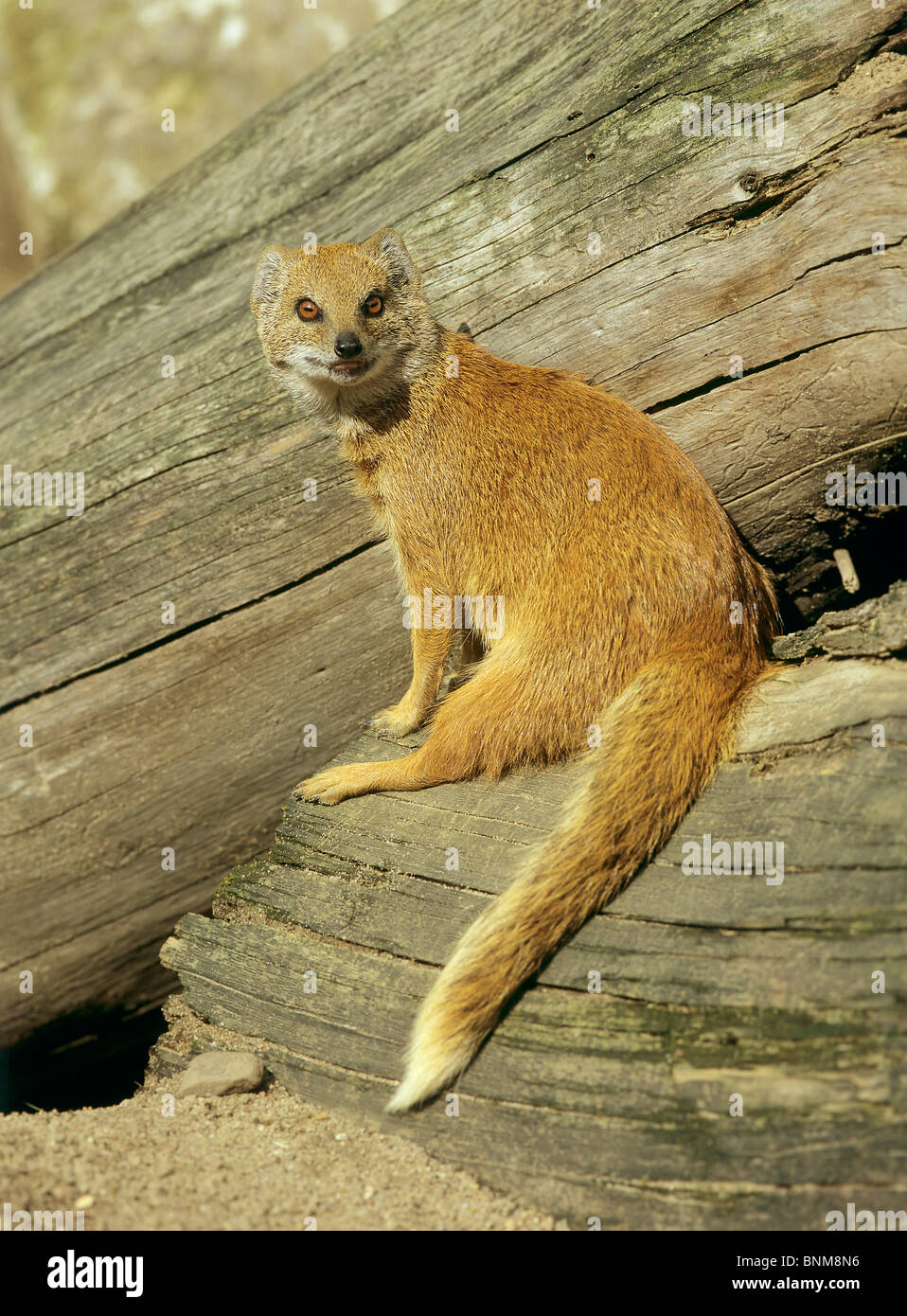 Yellow Mongoose - sitting on a tree trunk / Cynictis penicillata Stock ...