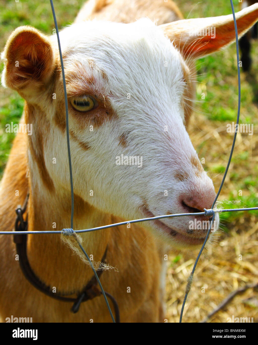 She goat hi-res stock photography and images - Alamy