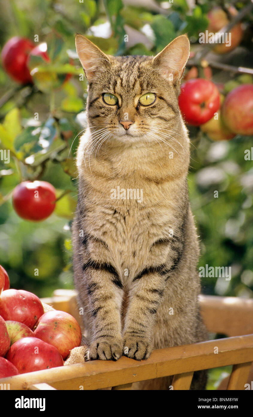 tabby domestic cat standing handcart with apples Stock Photo - Alamy