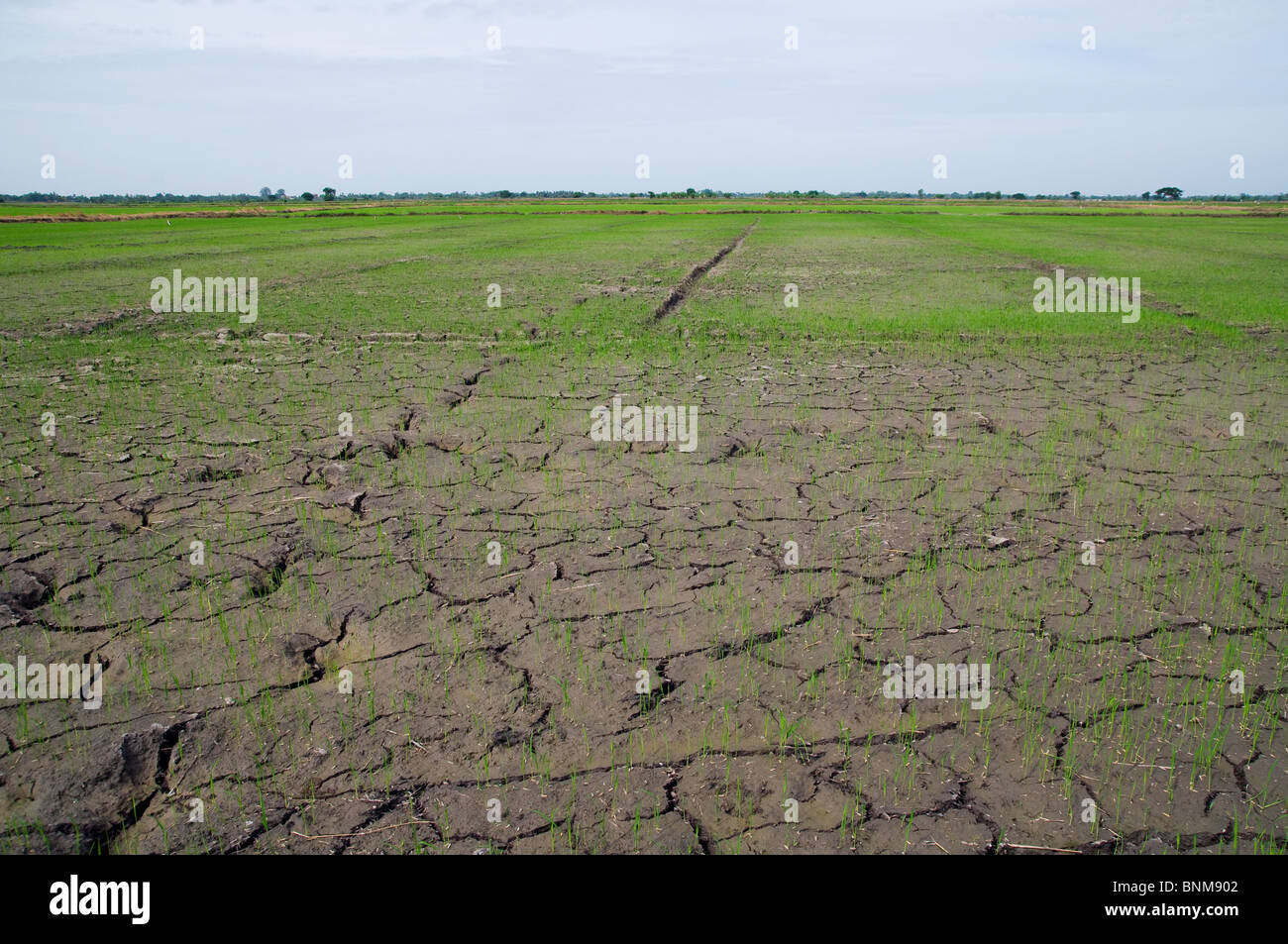 Dried out rice paddy fields in Ang Thong province, Thailand with newly ...