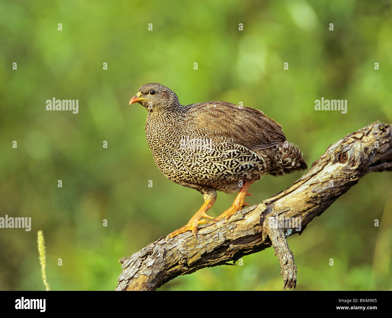 Redbilled Francoline - standing on a branch / Francolinus adspersus ...