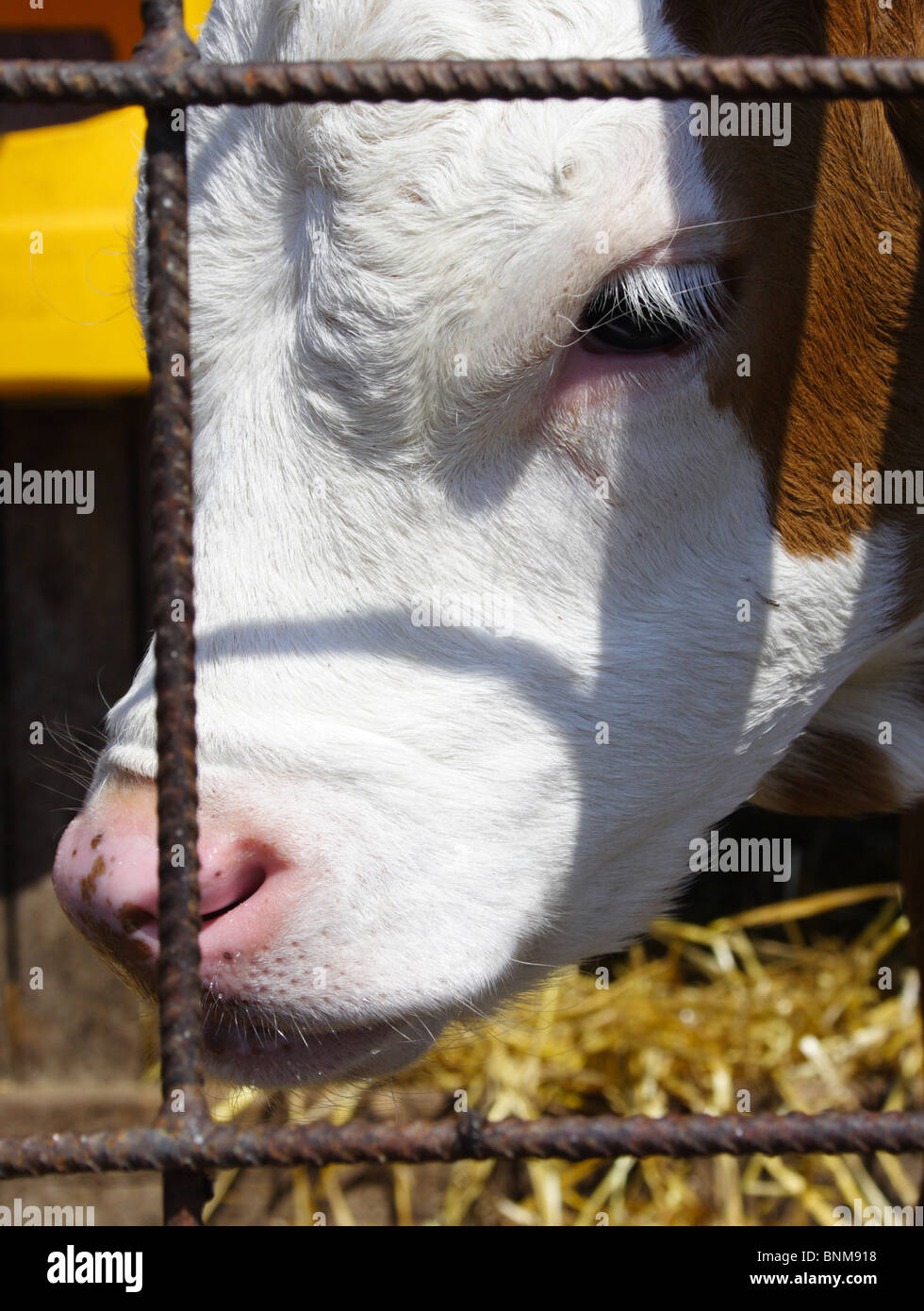 Cow power hi-res stock photography and images - Alamy