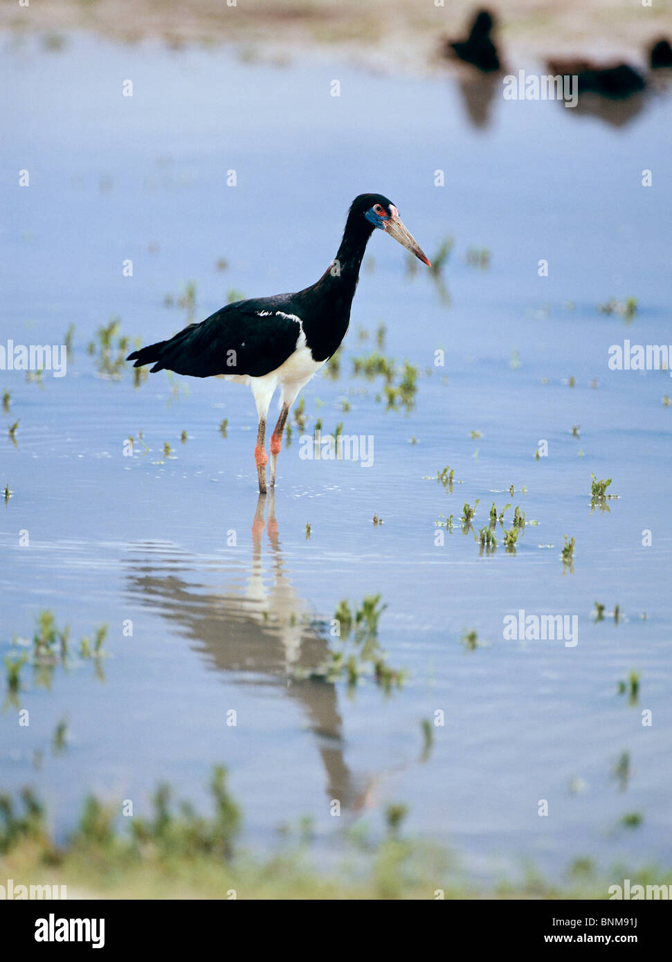 Abdim's Stork - standing in the water / Ciconia abdimii Stock Photo - Alamy
