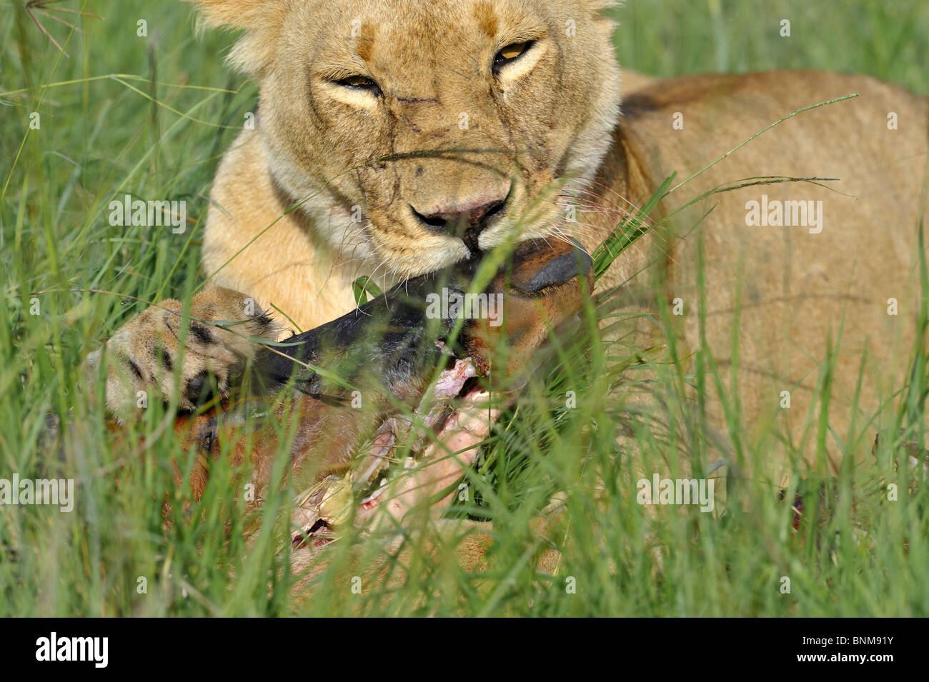 Lioness eating topi head, Masai Mara National Reserve, Kenya Stock ...