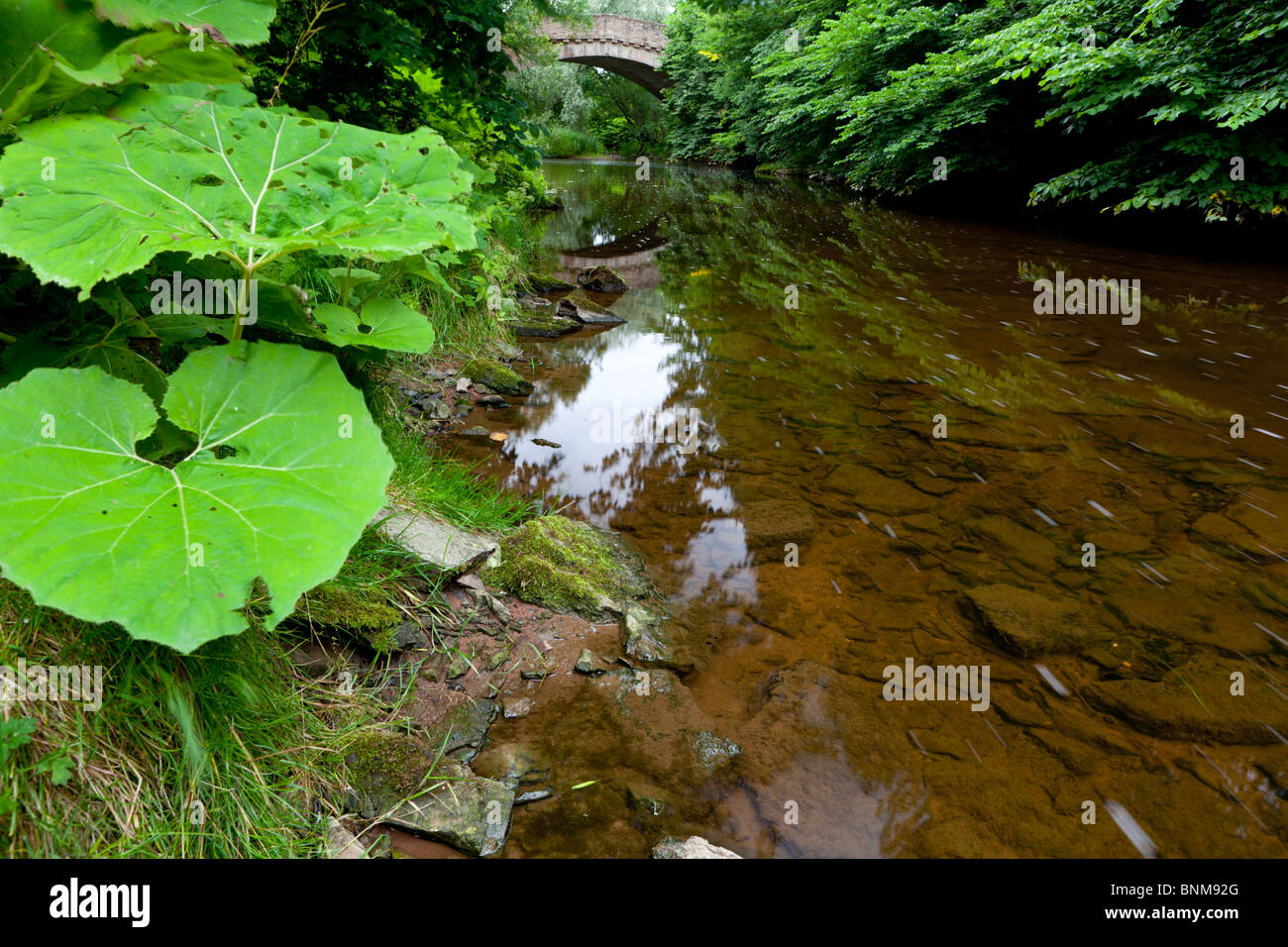 A shady river bank in the Scottish Borders Stock Photo - Alamy