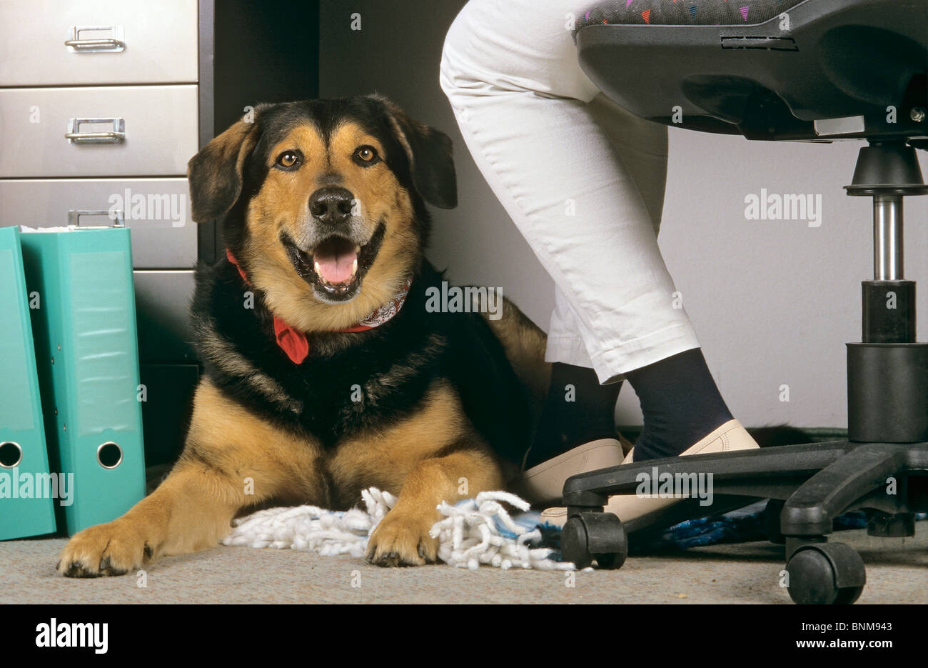 Dog in office desk hi-res stock photography and images - Alamy