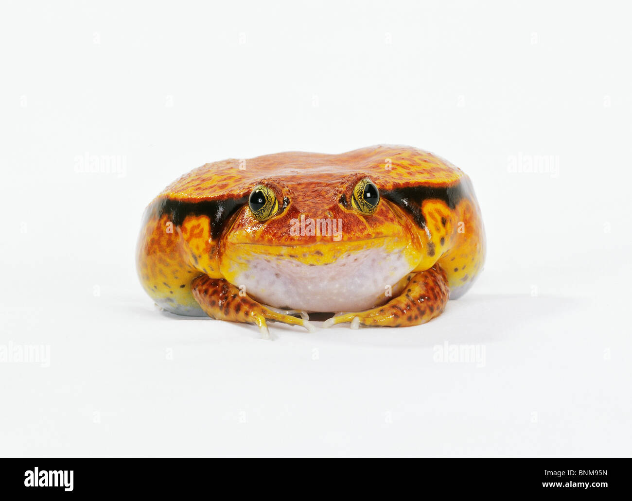 Antongilii hi-res stock photography and images - Alamy
