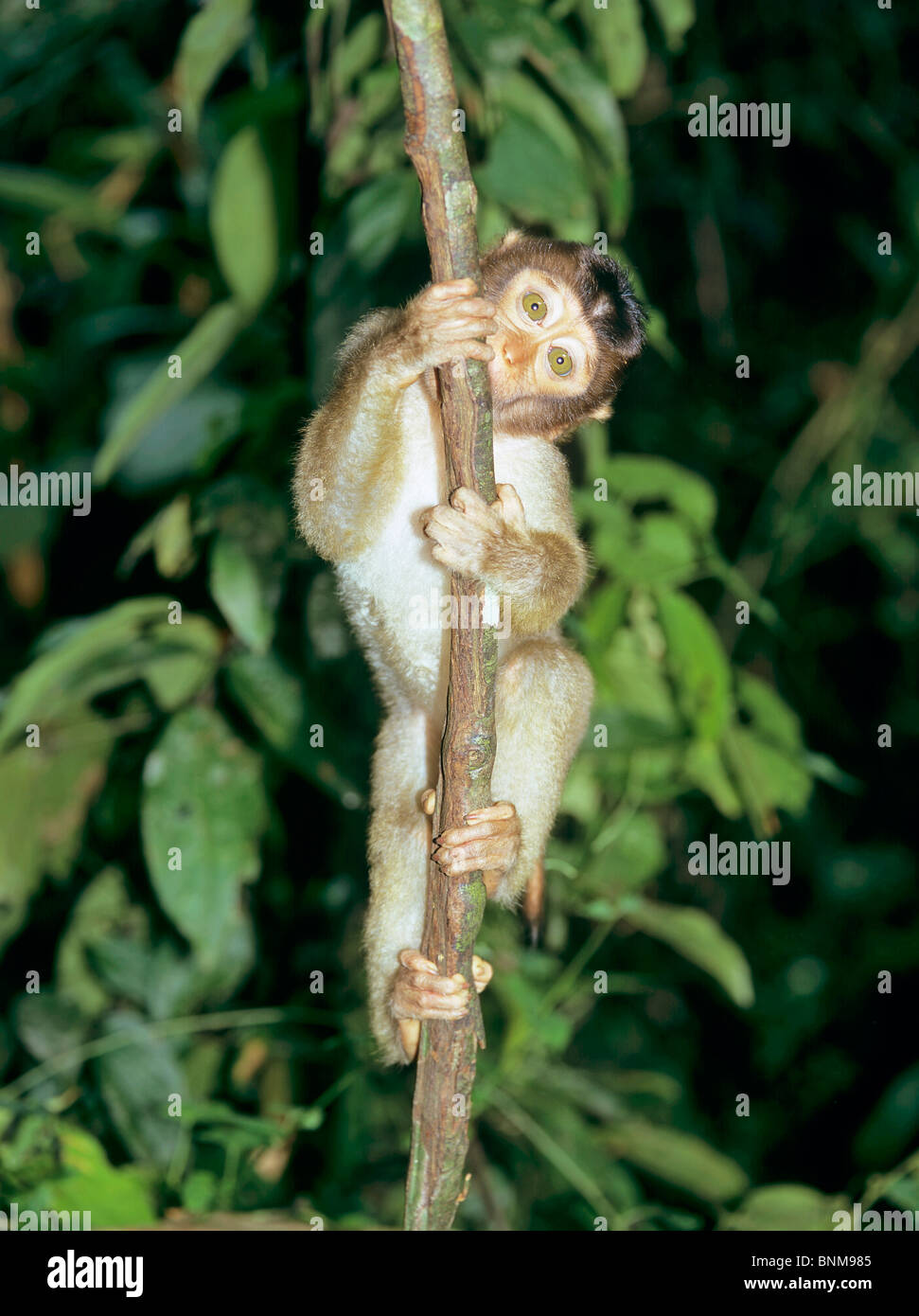 Southern pig tailed macaques hi-res stock photography and images - Alamy