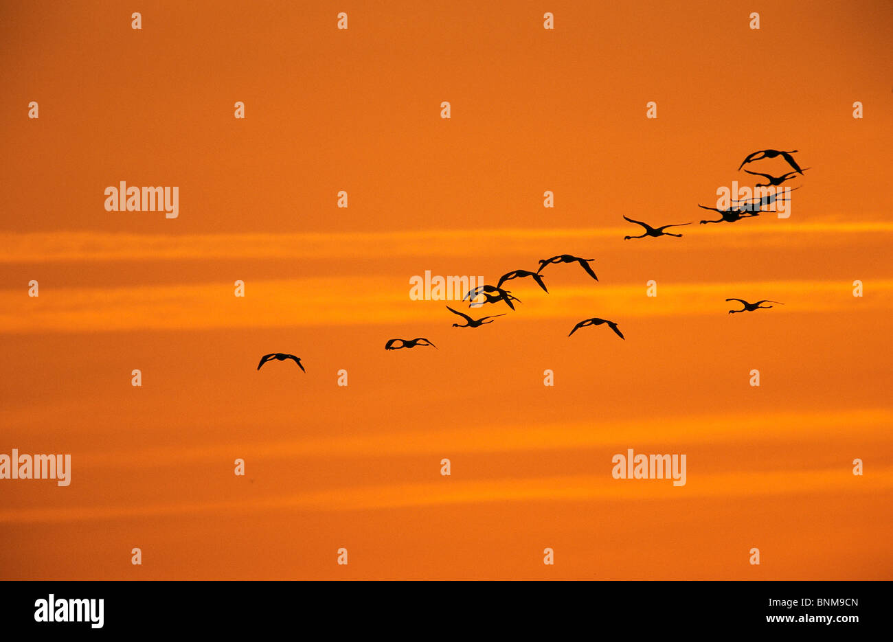 flamingos - flying - sunset Stock Photo - Alamy