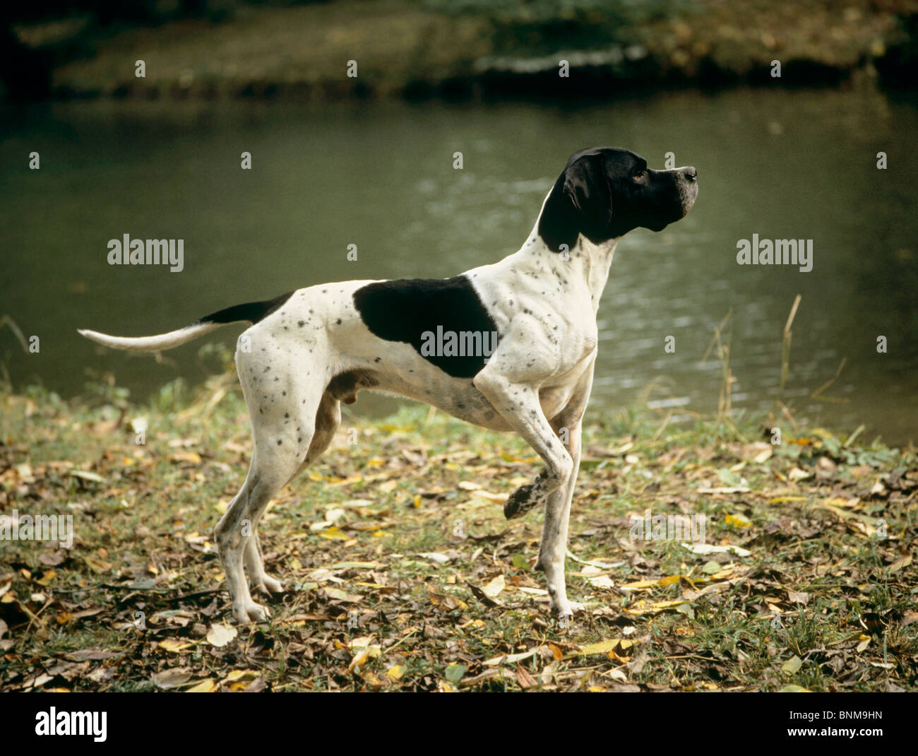 Pointer dog standing meadow Stock Photo - Alamy