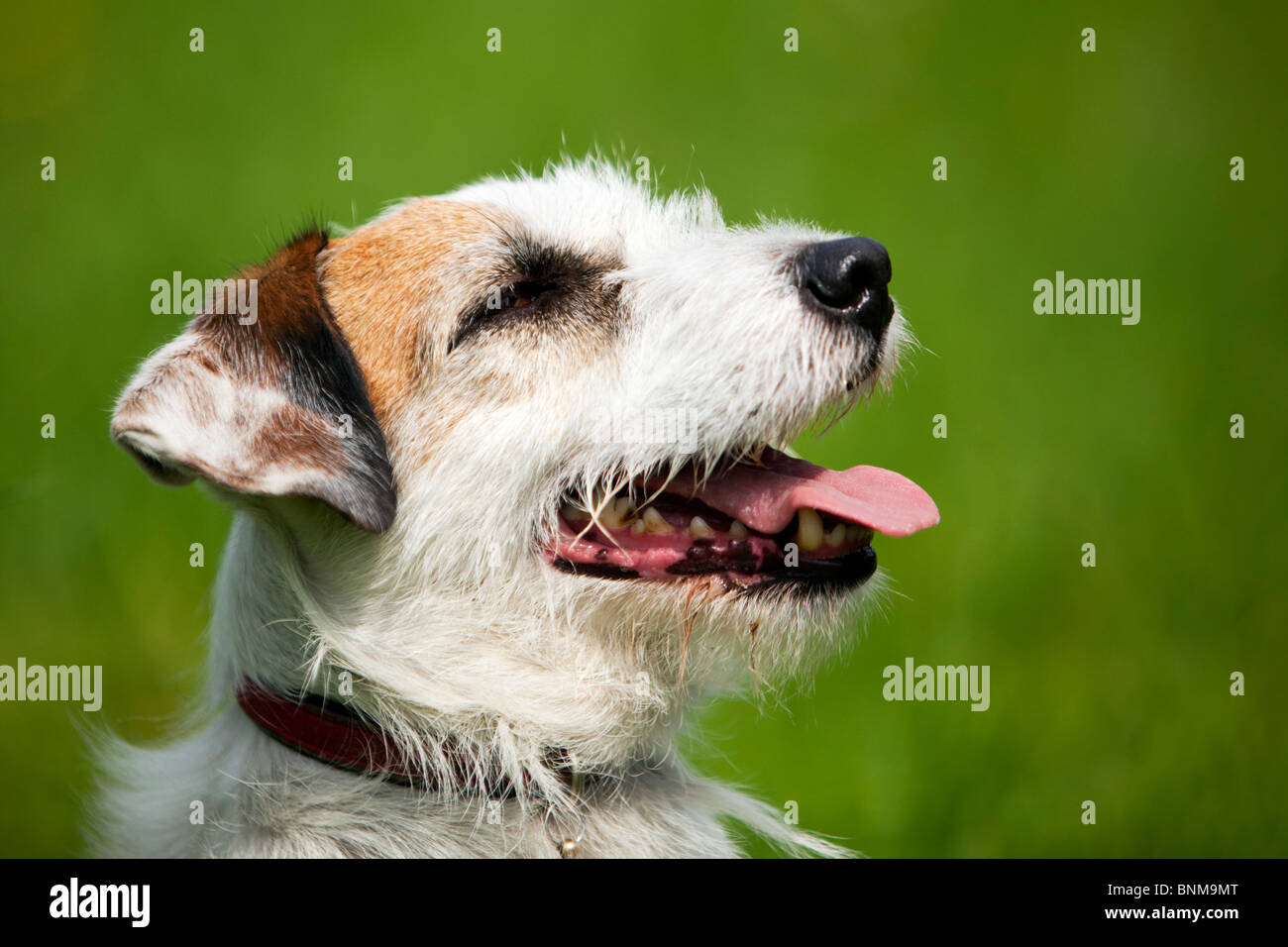 Rough jack russell terrier hi-res stock photography and images - Alamy
