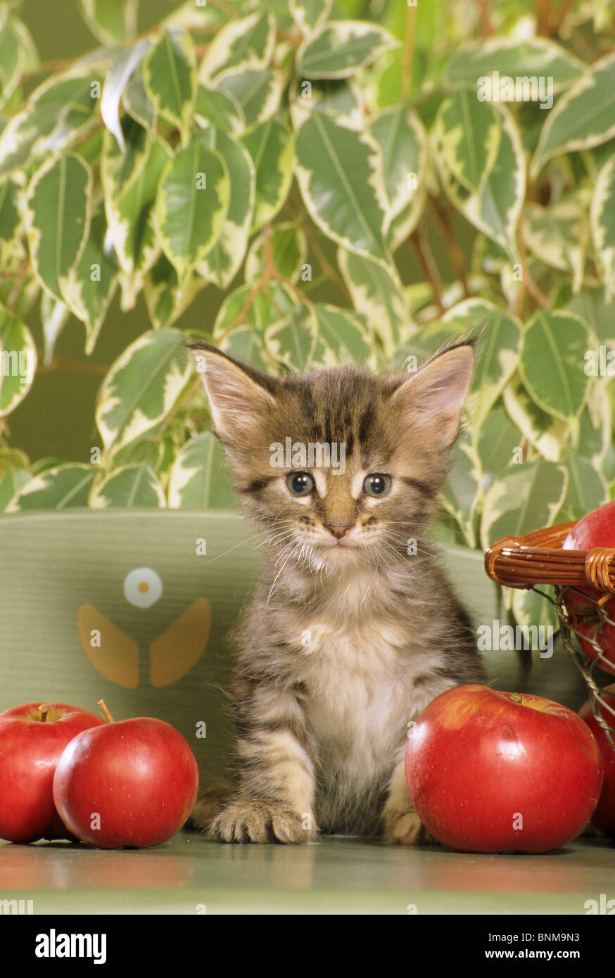 tabby kitten sitting between apples Stock Photo - Alamy