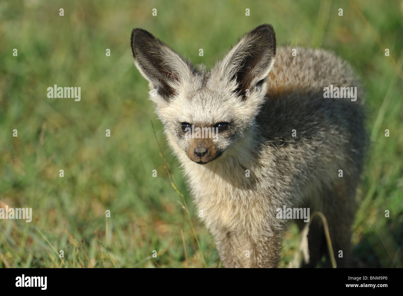 Bat-eared Fox, Otocyon megalotis, Masai Mara National Reserve, Kenya ...