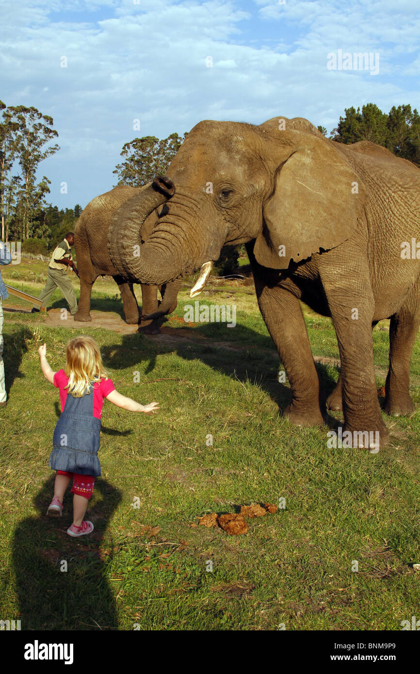 YOUNG CHILD AFRICAN ELEPHANT KNYSNA ELEPHANT PARK KNYSNA SOUTH AFRICA ...