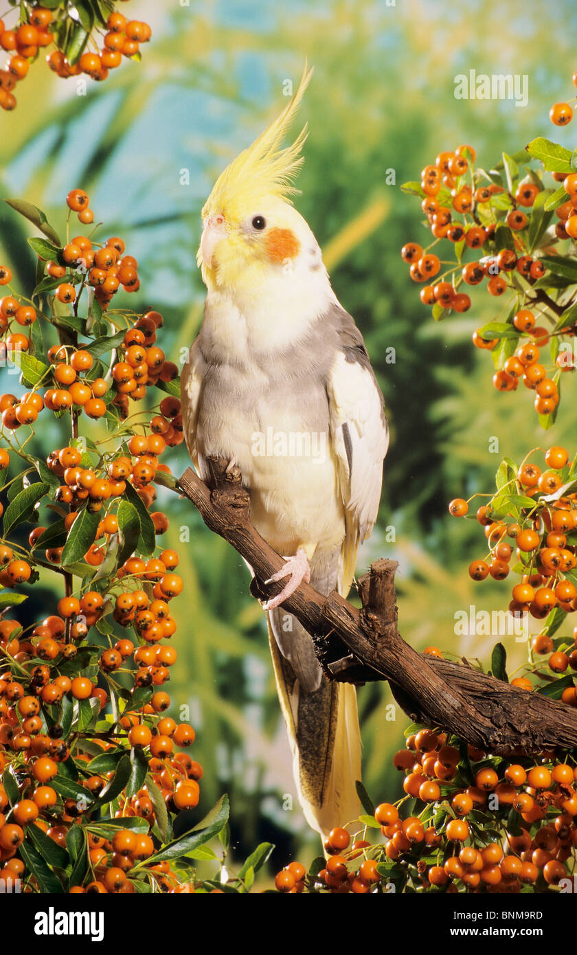 Cockatiel Branch With Toy High Resolution Stock Photography and Images ...
