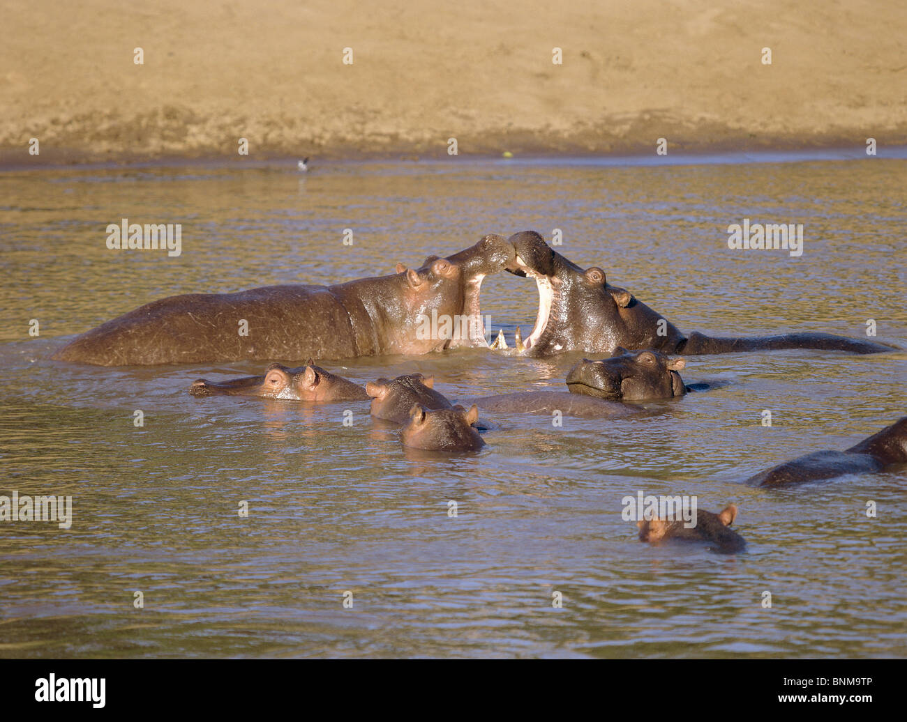 Water fighting hi-res stock photography and images - Alamy