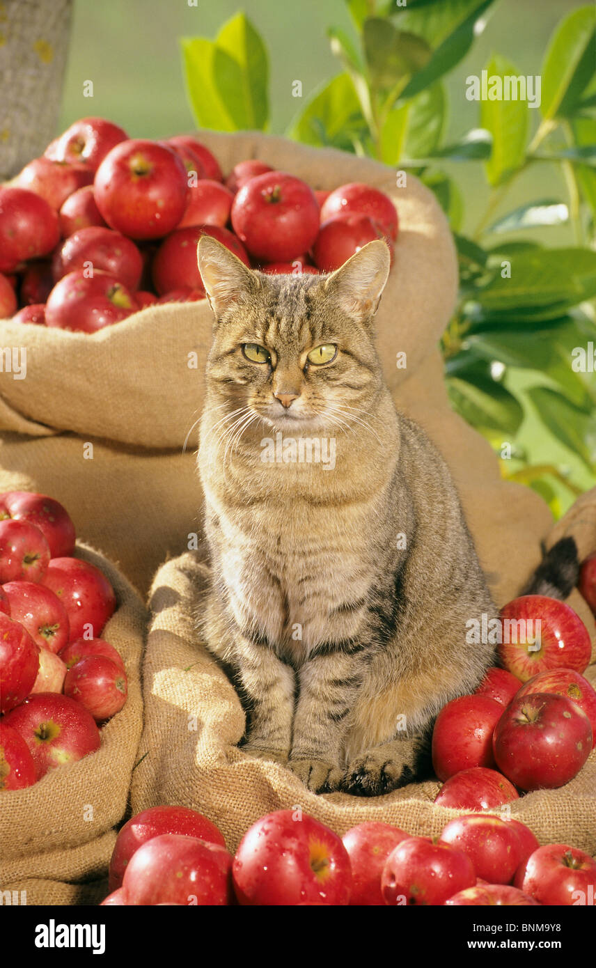 tabby domestic cat sitting between apples Stock Photo - Alamy