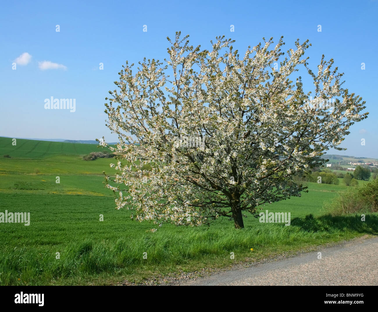 Spring tree and blue sky Stock Photo - Alamy
