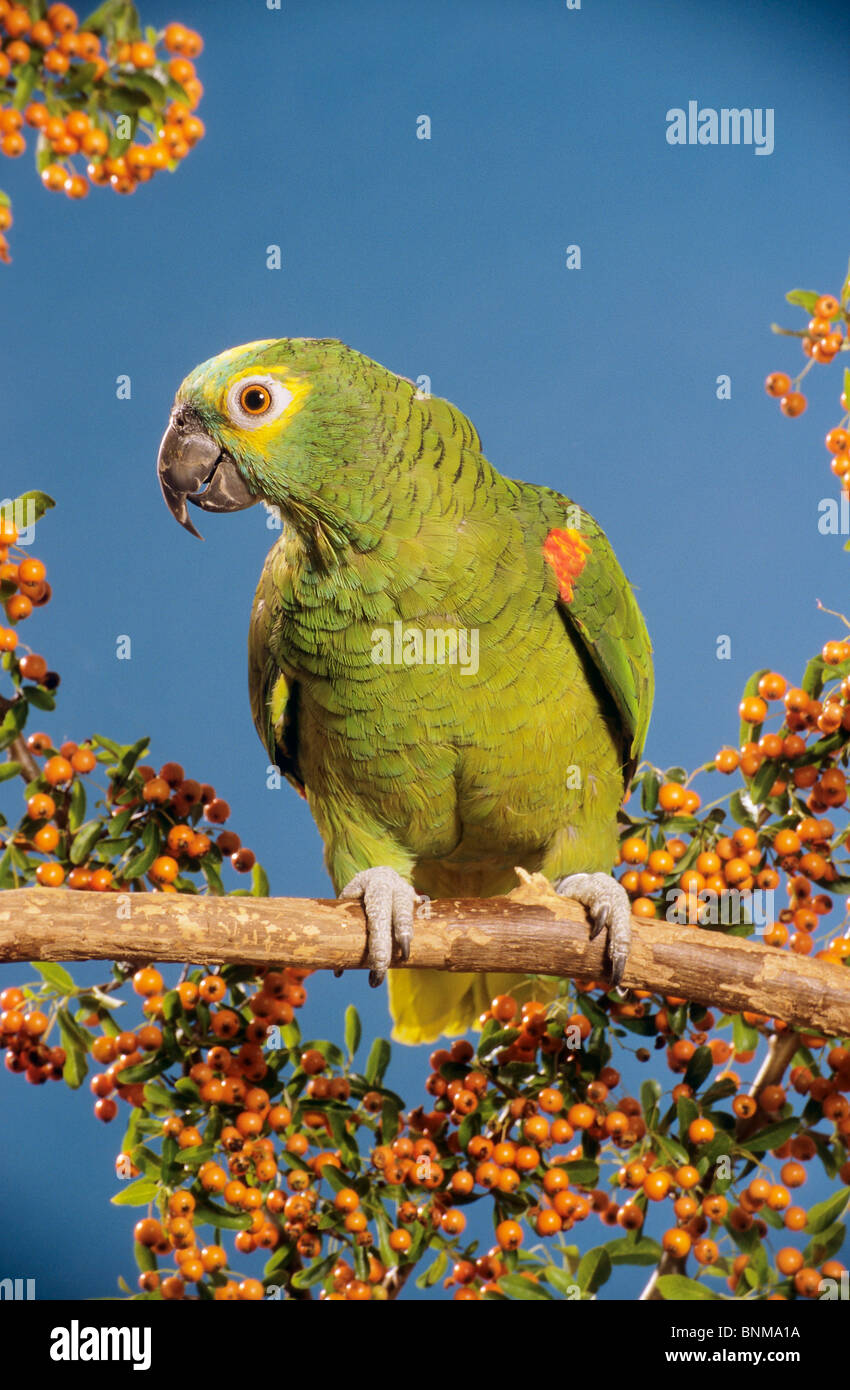 Amazon parrot branch / Amazona Stock Photo - Alamy