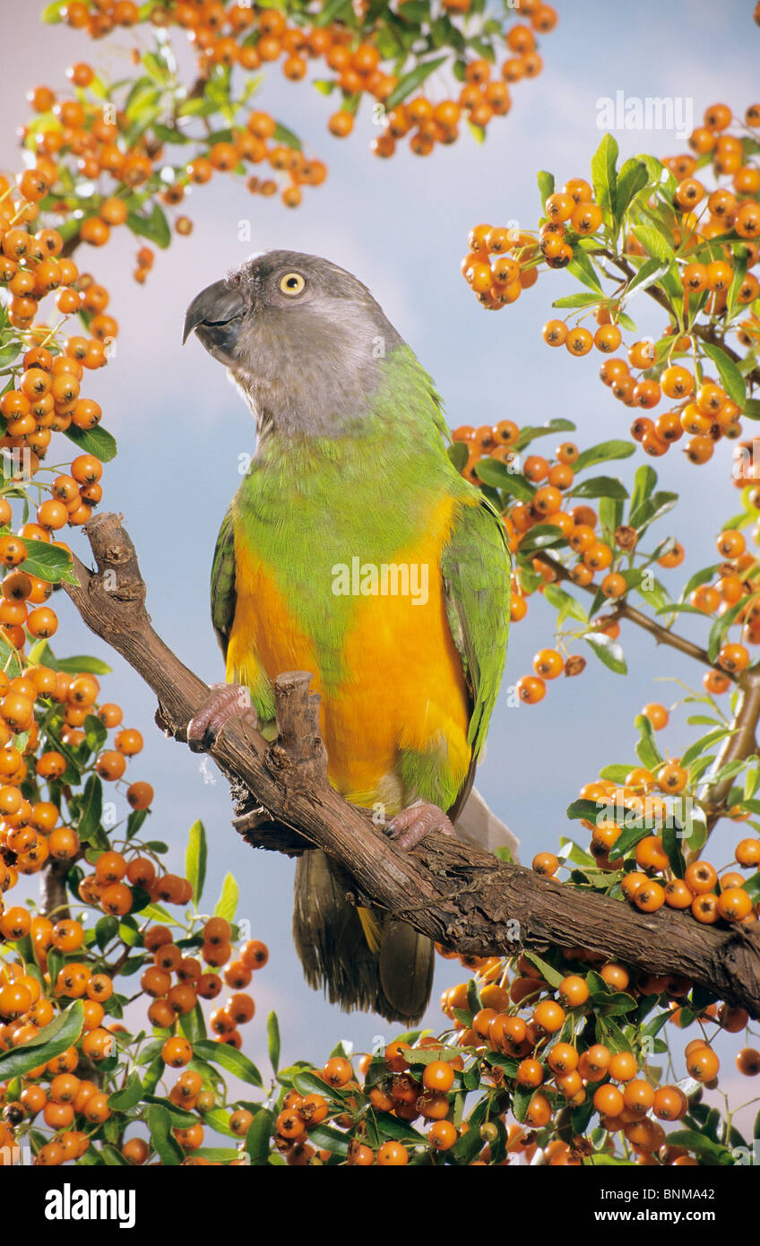 Senegal parrot branch / Poicephalus senegalus Stock Photo - Alamy