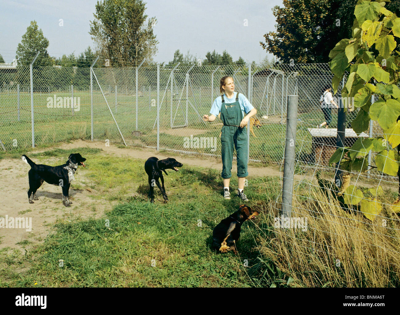 animal shelter - keeper with dogs Stock Photo - Alamy