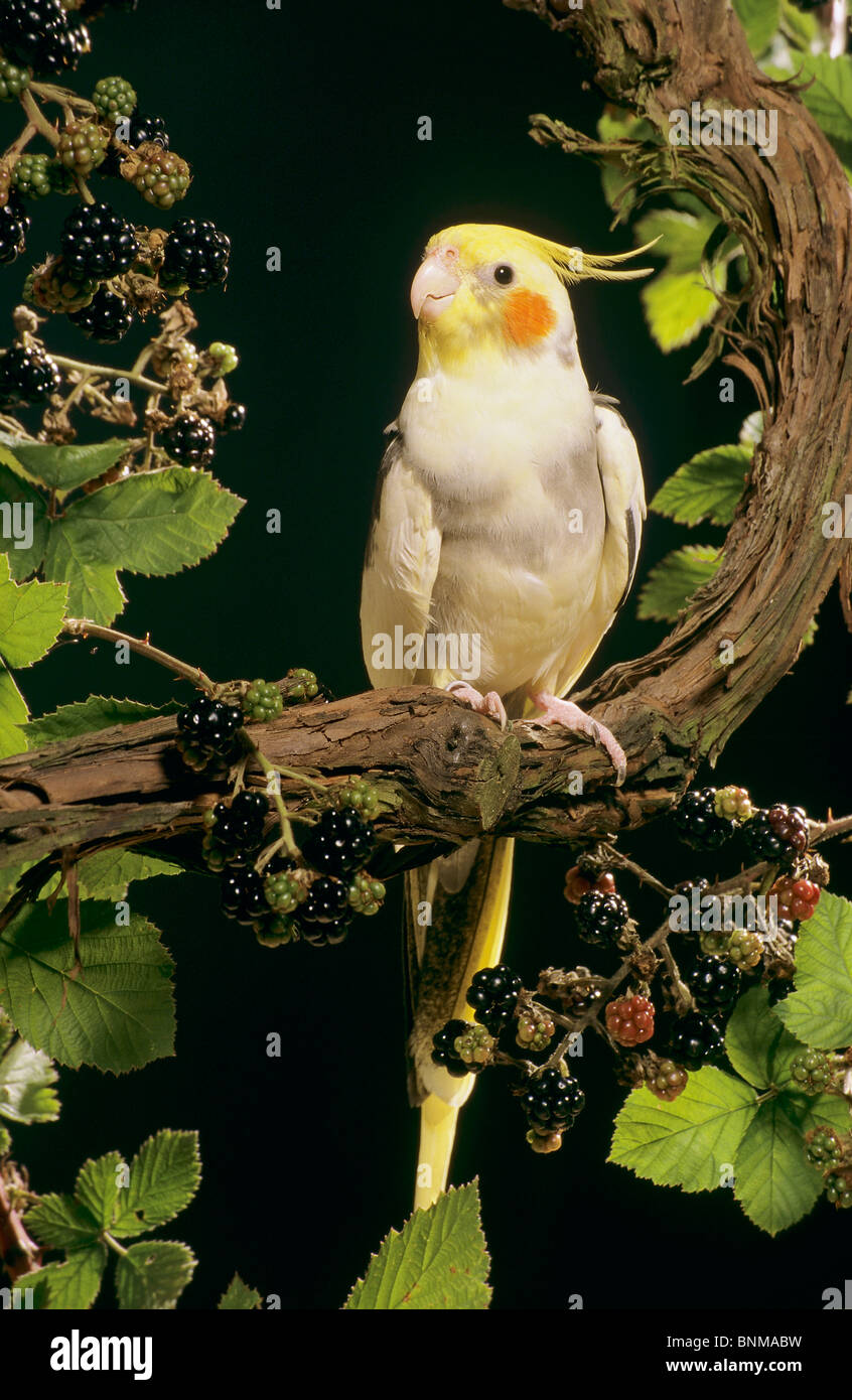 Cockatiel branch between blackberries / Nymphicus hollandicus Stock ...