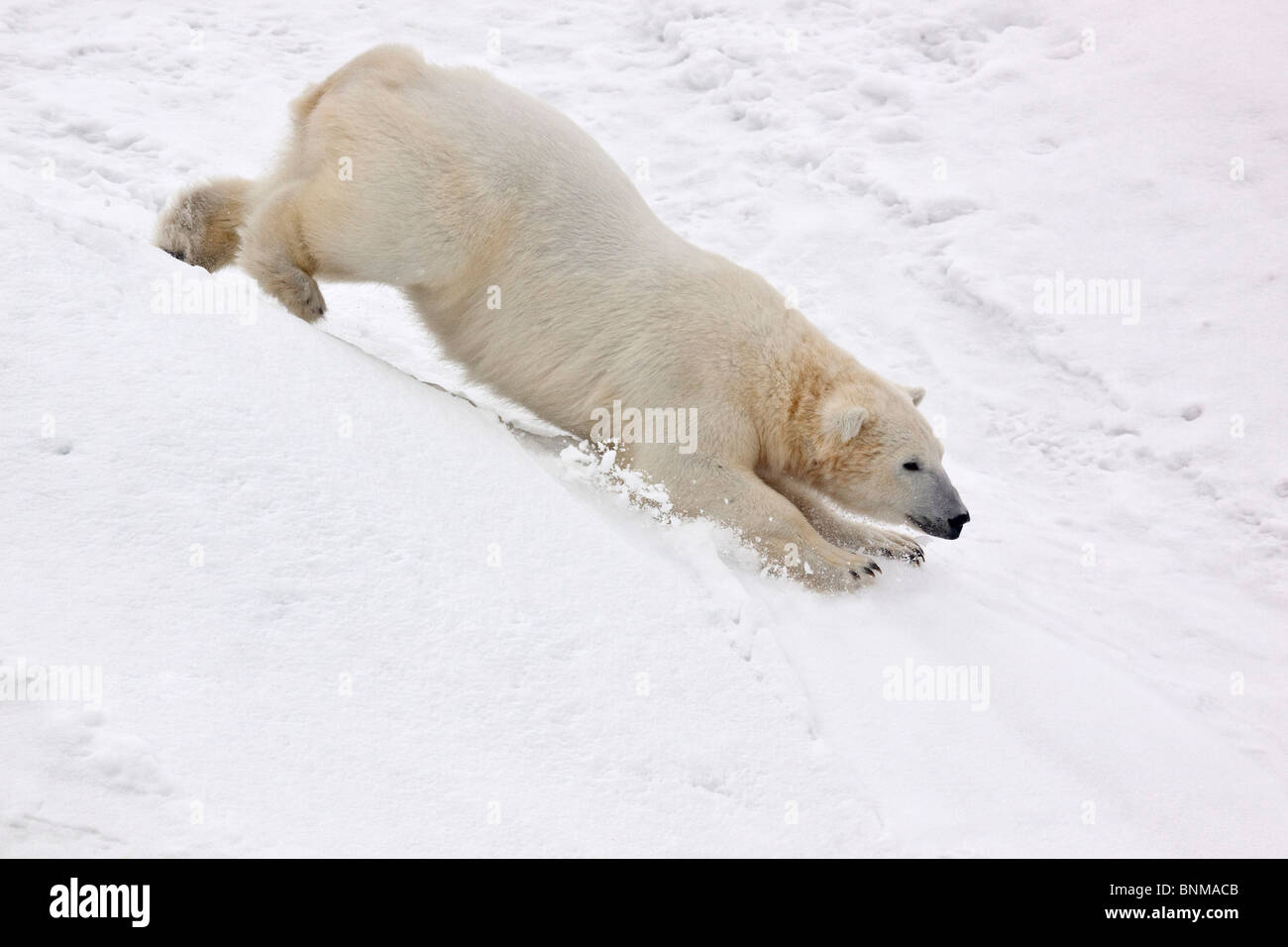 Polar bear (Ursus maritimus) sliding down a hill Stock Photo - Alamy