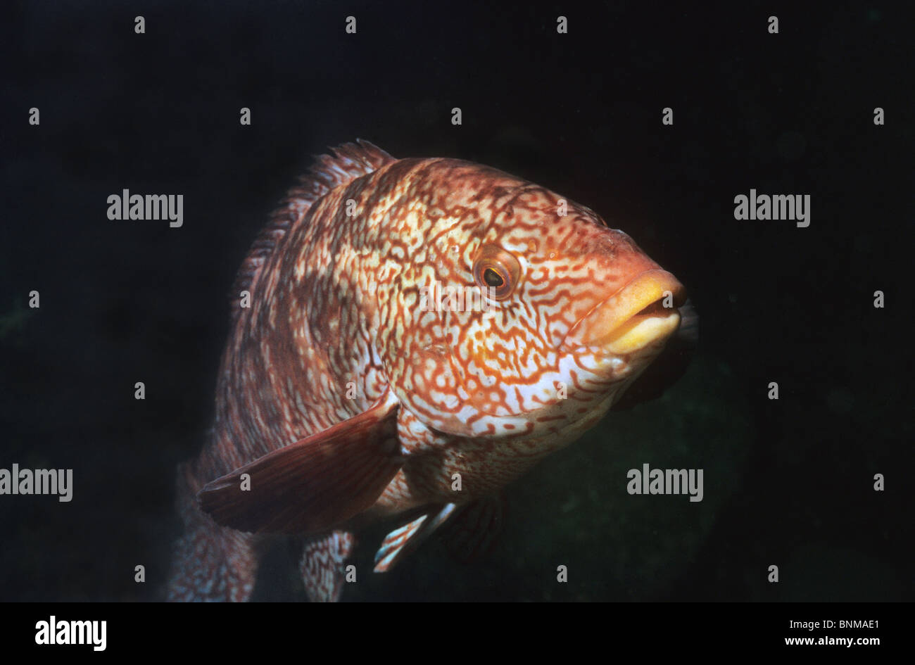 Ballan Wrasse underwater off St Abbs Scotland. Beautifully coloured ...