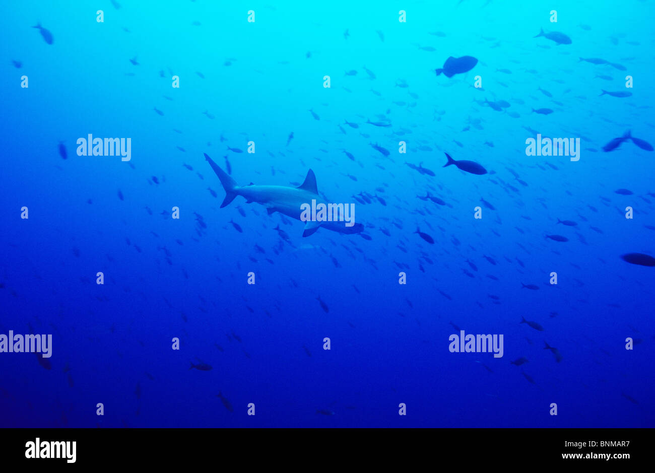 Scalloped arch hi-res stock photography and images - Alamy