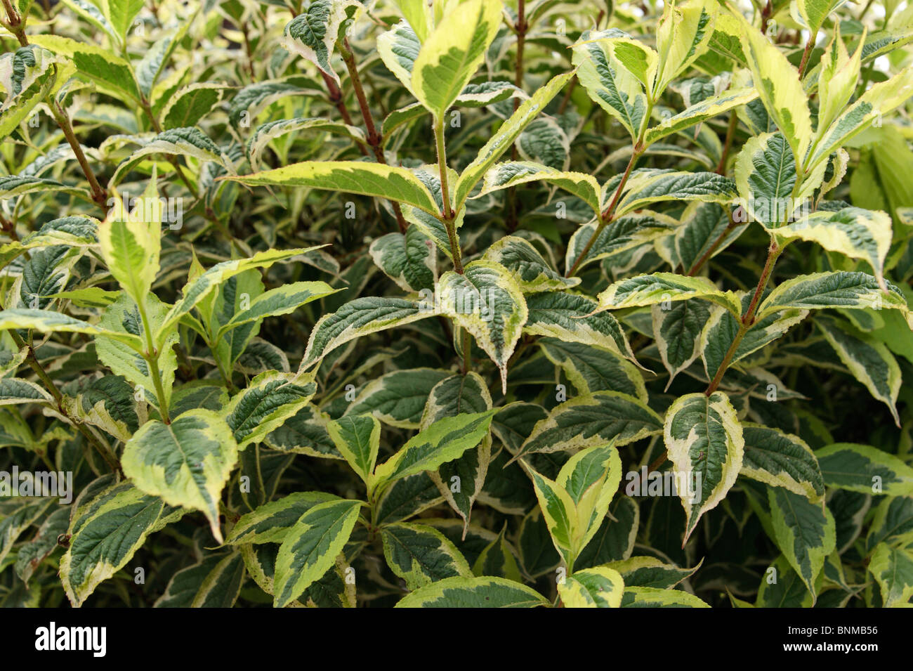 Variegated Weigela Shrub
