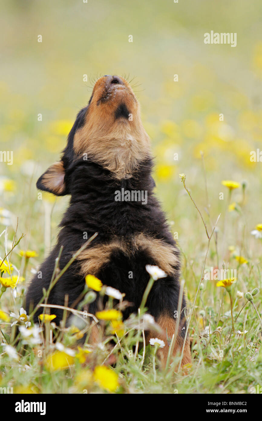 Rottweiler dog puppy sitting meadow howling Stock Photo - Alamy