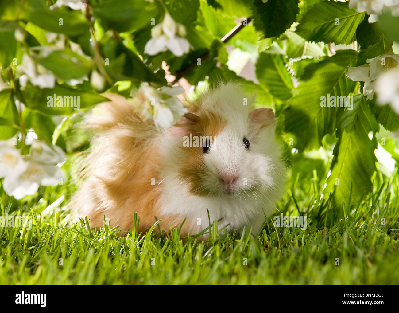 Abyssinian guinea pig meadow hi-res stock photography and images - Alamy