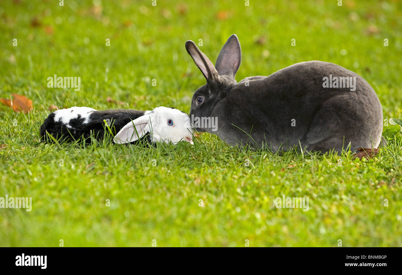 Domestic Rabbit. Rex rabbit and lop-eared Rex rabbit on grass, sniffing ...