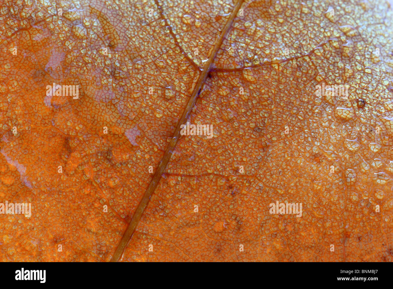 Acer maple sheet leaf sheets leaves detail Humid Moist humidity ...