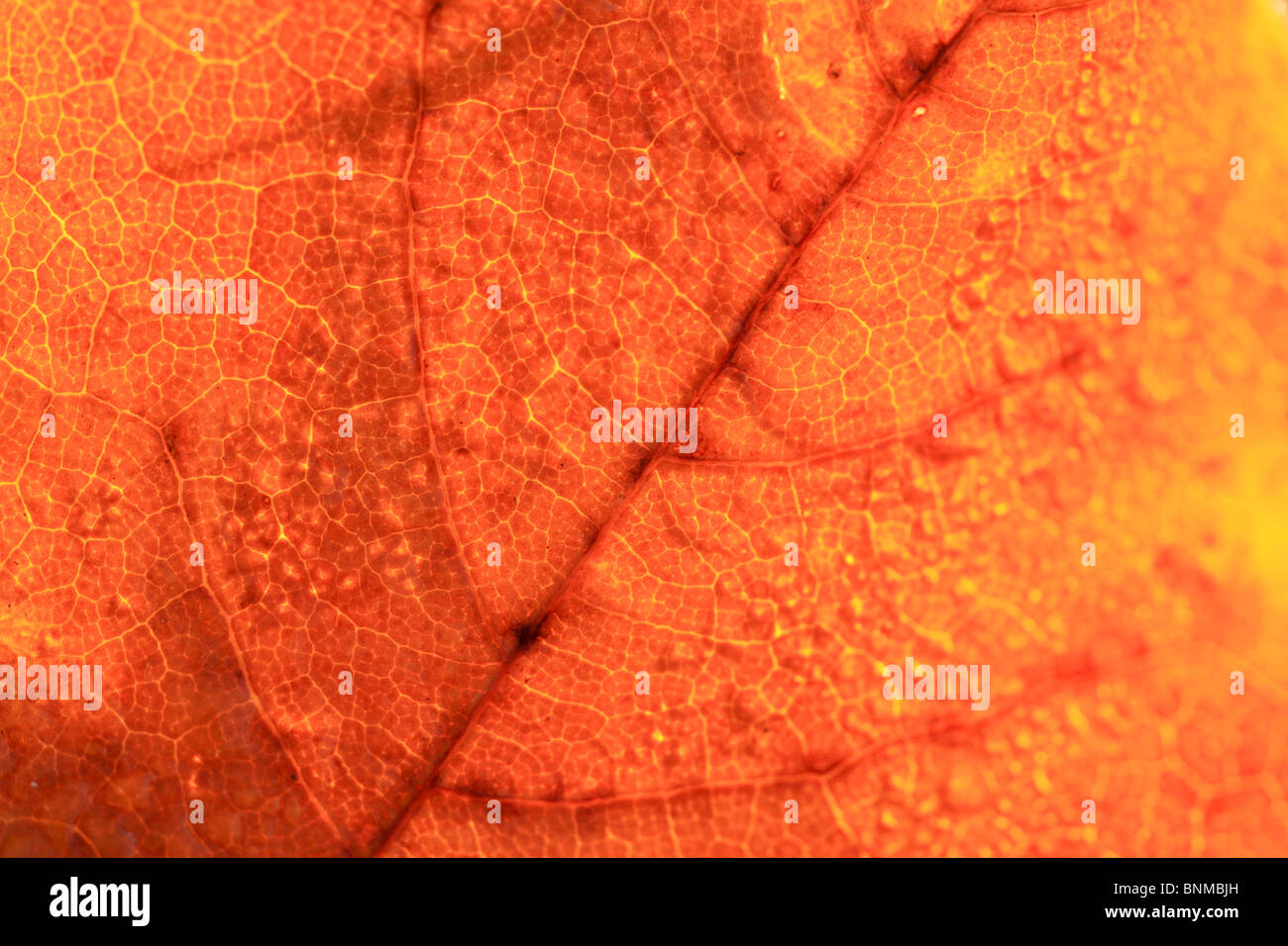 Acer maple sheet leaf sheets leaves detail Humid Moist humidity ...