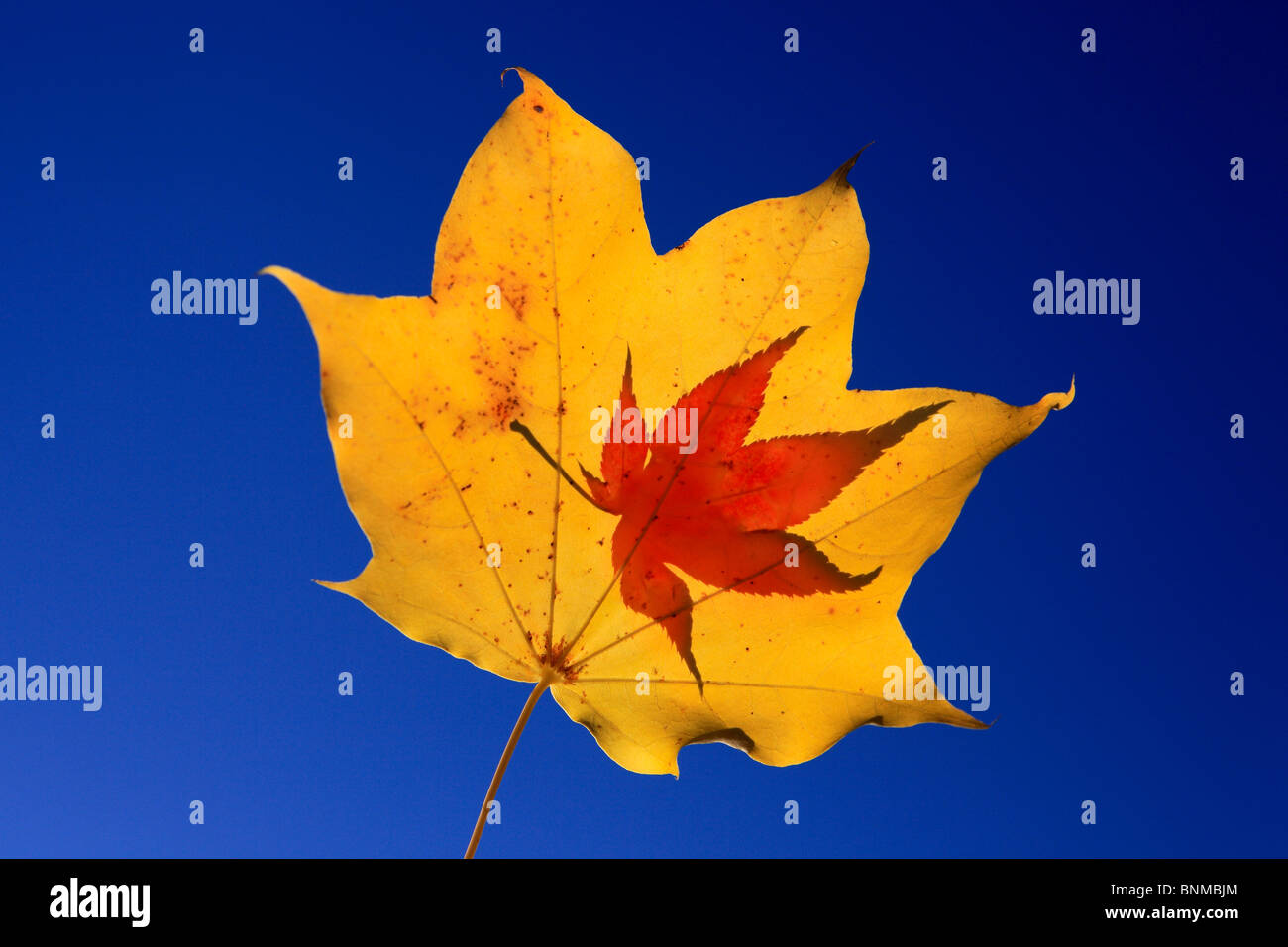 Acer palmatum maple sheet leaf sheets leaves detail professional maple ...